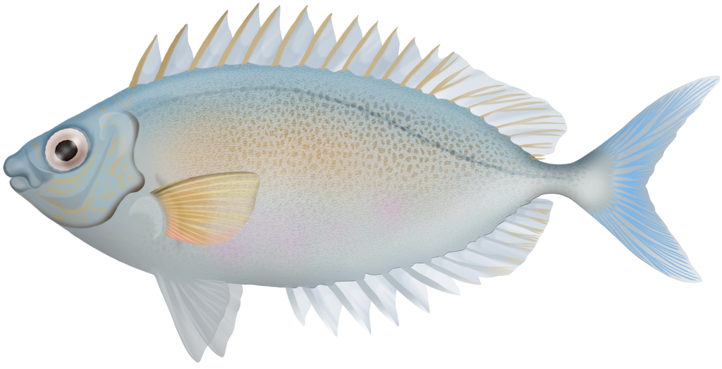 Forktail Rabbitfish - Siganus Argenteus | Marinewise