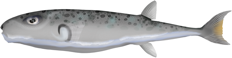 Silver Toadfish - Lagocephalus Sceleratus | Marinewise