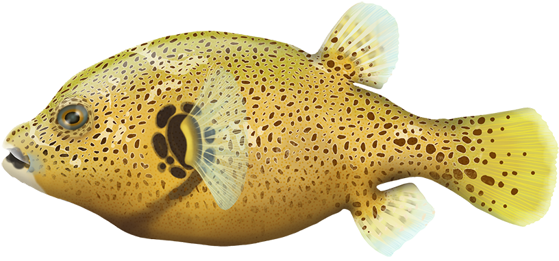 Starry Puffer - Arothron Stellatus | Marinewise