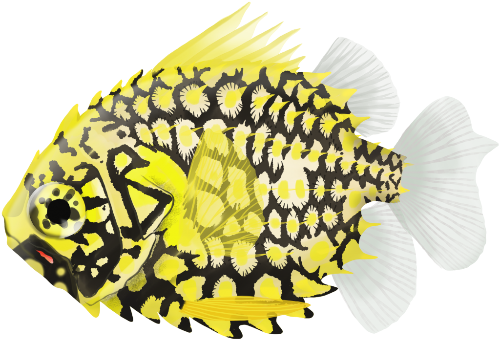 Australian Pineapplefish - Cleidopus Gloriamaris | Marinewise