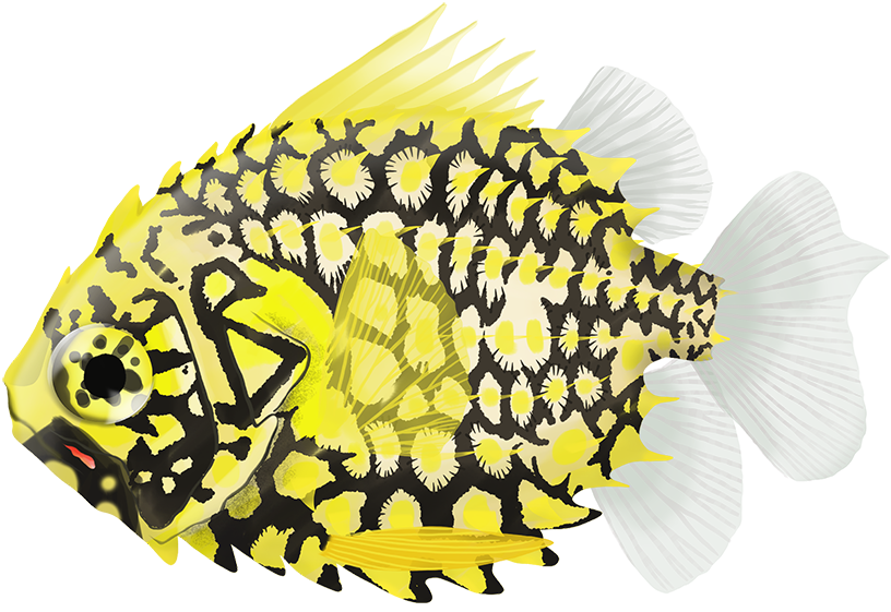 Australian Pineapplefish - Cleidopus Gloriamaris | Marinewise