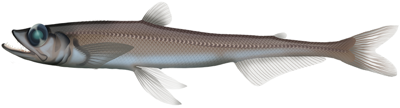 Childish Pearleye - Benthalbella Infans | Marinewise