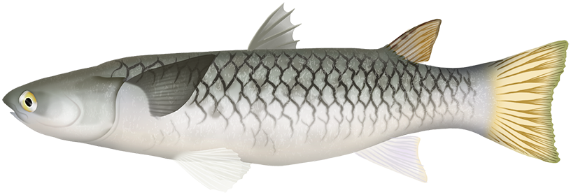 Diamondscale Mullet - Liza Vaigiensis | Marinewise