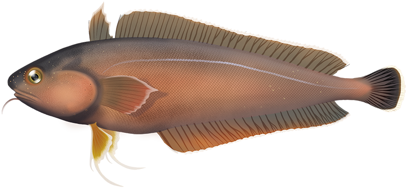 Largetooth Beardie - Lotella Rhacina | Marinewise