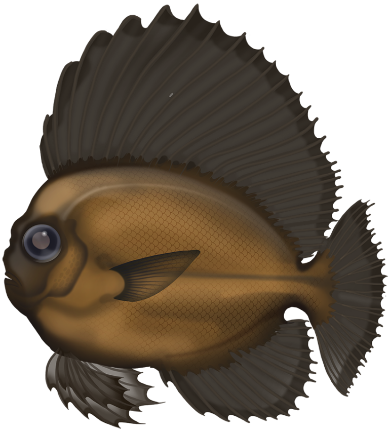 Manefish - Caristius Macropus | Marinewise