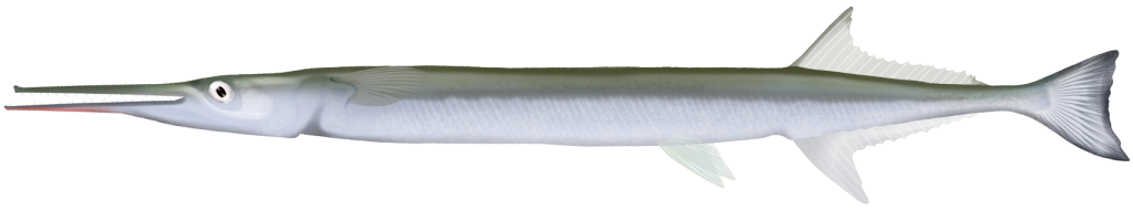 Stout Longtom - Tylosurus Gavialoides | Marinewise