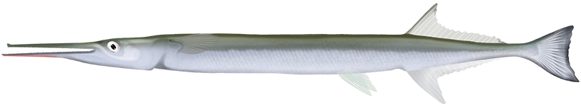 Stout Longtom - Tylosurus Gavialoides | Marinewise