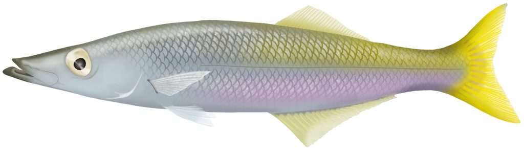Longfin Pike - Dinolestes Lewini | Marinewise