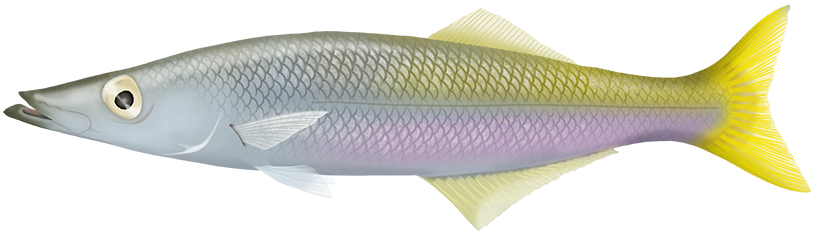 Longfin Pike - Dinolestes Lewini | Marinewise