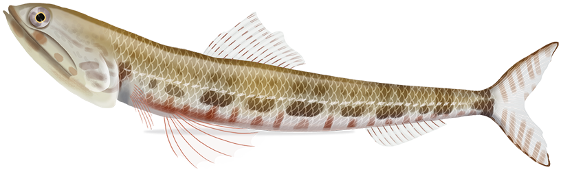 Black Lizardfish - Synodus Kaianus | Marinewise
