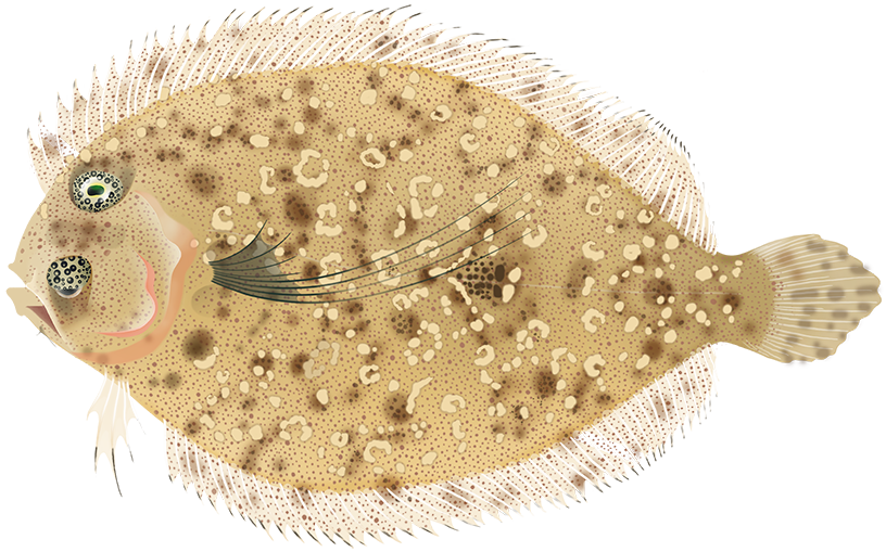 Leopard Flounder - Bothus Pantherinus | Marinewise
