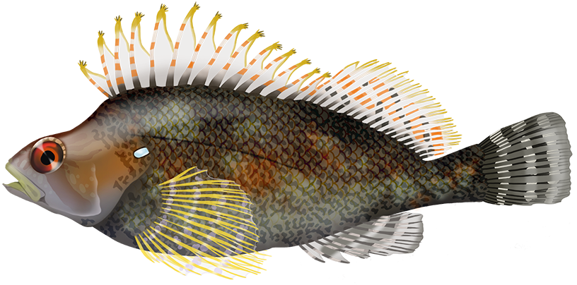 Silver Spot - Threpterius Maculosus | Marinewise