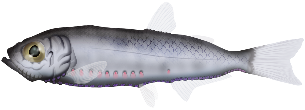 Pennant Pearlside - Maurolicus Australis | Marinewise