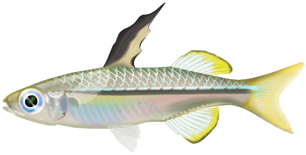 Blackmast - Craterocephalus Stramineus | Marinewise