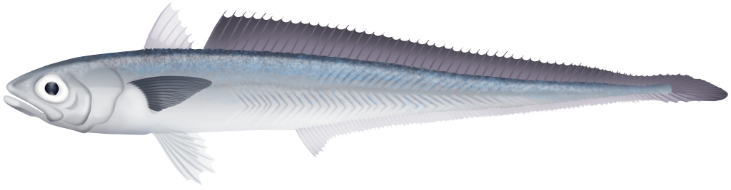 Blue Grenadier - Macrurus Novaezelandiae | Marinewise
