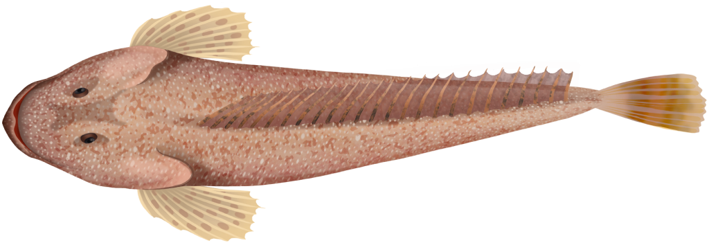 Bigtooth Flathead - Platycephalus Chauliodous | Marinewise