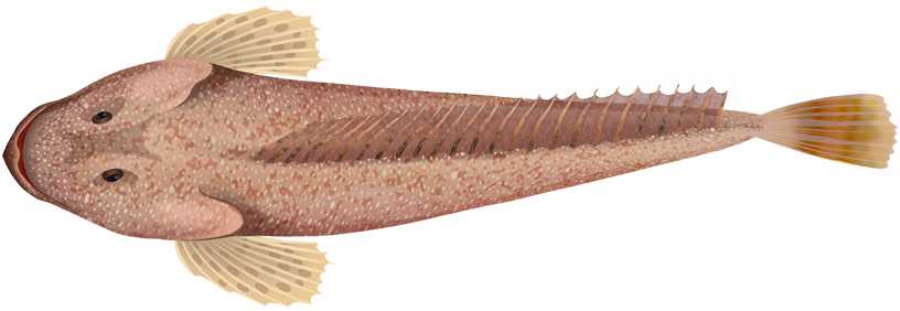 Bigtooth Flathead - Platycephalus Chauliodous | Marinewise