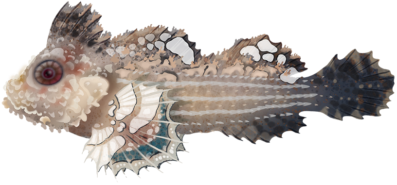Threefin Velvetfish - Neoaploactis Tridorsalis | Marinewise