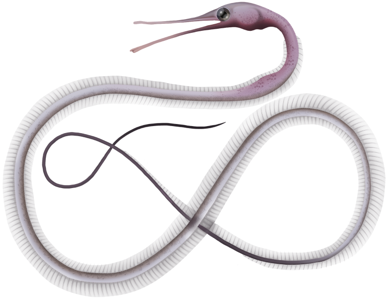 Slender Snipe Eel - Nemichthys Scolopaceus | Marinewise