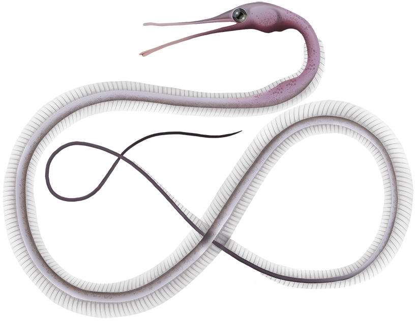 Slender Snipe Eel - Nemichthys Scolopaceus | Marinewise