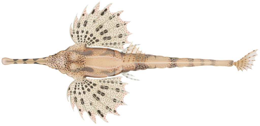 Slender Seamoth - Pegasus Volitans | Marinewise