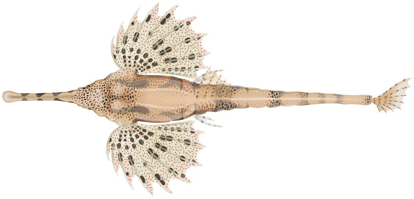 Slender Seamoth - Pegasus Volitans | Marinewise