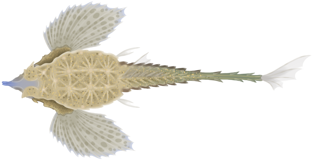 Sculptured Seamoth - Pegasus Lancifer | Marinewise