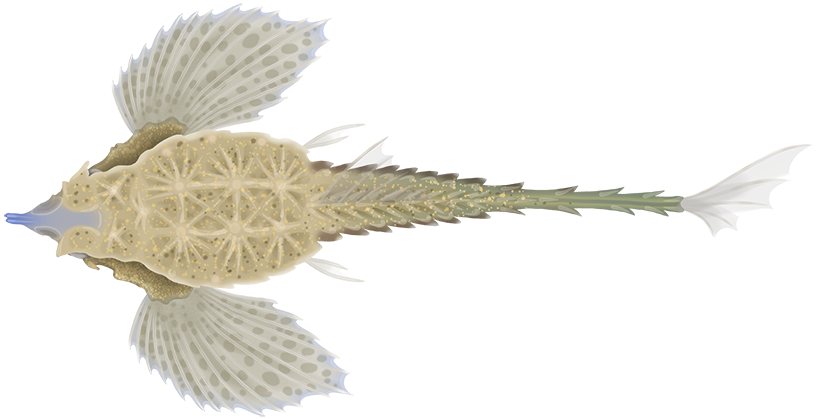 Sculptured Seamoth - Pegasus Lancifer | Marinewise