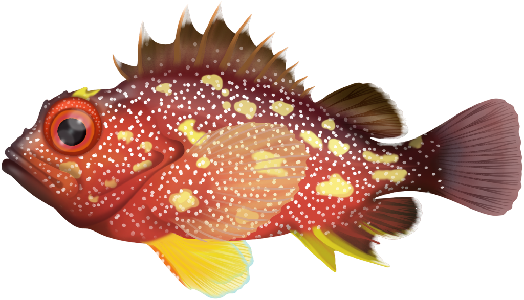 Yellowspotted Scorpionfish - Sebastapistes Cyanostigma | Marinewise