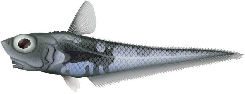 Banded Whiptail - Coelorinchus Fasciatus | Marinewise