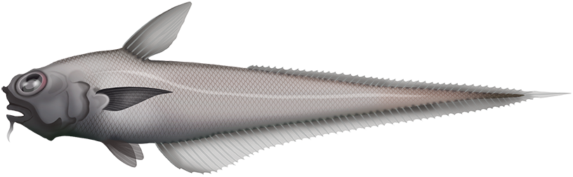 Serrulate Whiptail - Coryphaenoides Serrulatus | Marinewise