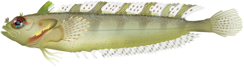 Banded Weedfish - Heteroclinus Whiteleggii | Marinewise