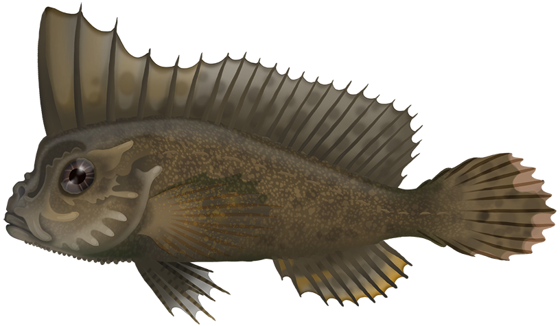 Highfin Velvetfish - Cocotropus Altipinnis | Marinewise