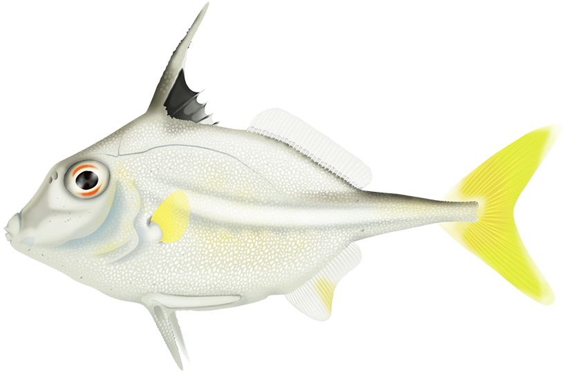 Silver Tripodfish - Triacanthus Nieuhofi | Marinewise
