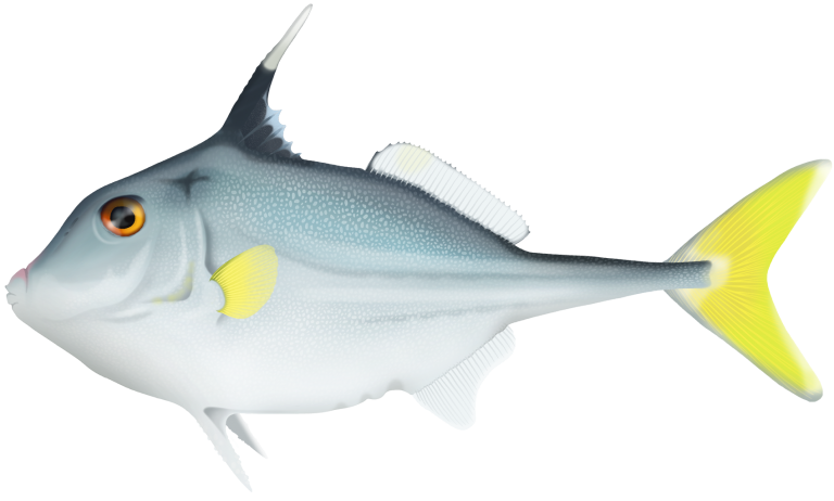 Shortnose Tripodfish - Triacanthus Biaculeatus | Marinewise