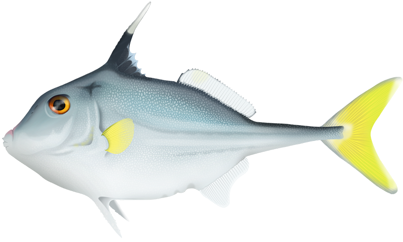 Shortnose Tripodfish - Triacanthus Biaculeatus | Marinewise