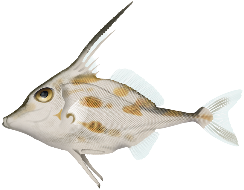 Blotched Tripodfish - Pseudotriacanthus Strigilifer | Marinewise