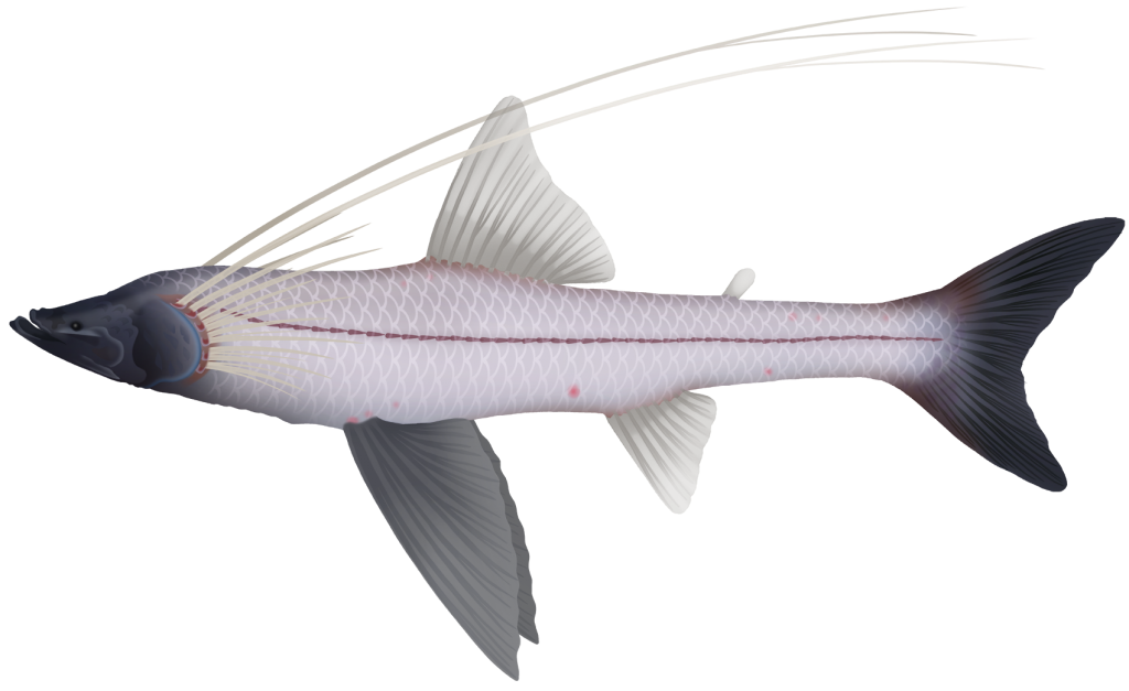 Longray Spiderfish - Bathypterois Longifilis | Marinewise