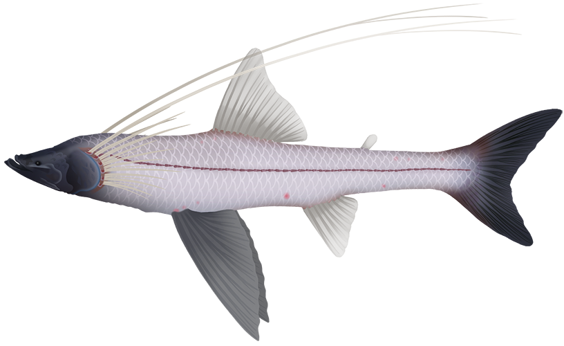 Longray Spiderfish - Bathypterois Longifilis | Marinewise