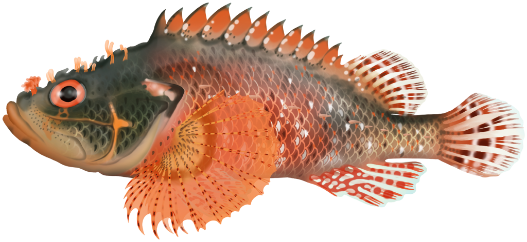 Pygmy Scorpionfish - Scorpaenodes Scaber | Marinewise