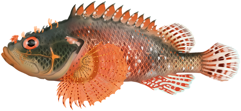 Pygmy Scorpionfish - Scorpaenodes Scaber | Marinewise