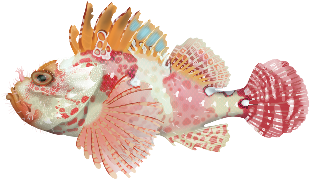 Eastern Red Scorpionfish - Scorpaena Cardinalis | Marinewise