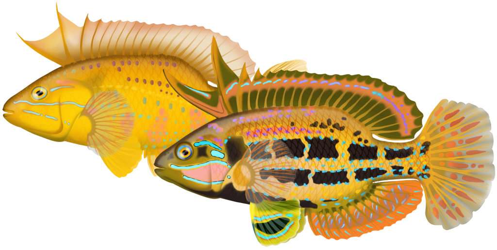 Rainbow Cale - Odax Acroptilus | Marinewise