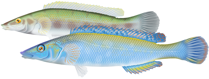 Blue Weed Whiting - Haletta Semifasciata | Marinewise