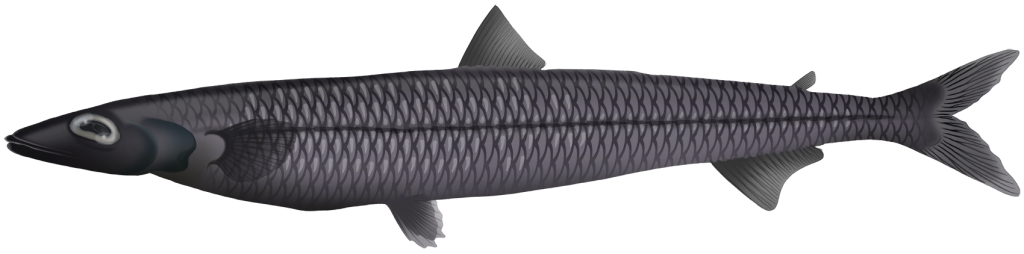 Smallscale Waryfish - Scopelosaurus Hamiltoni | Marinewise