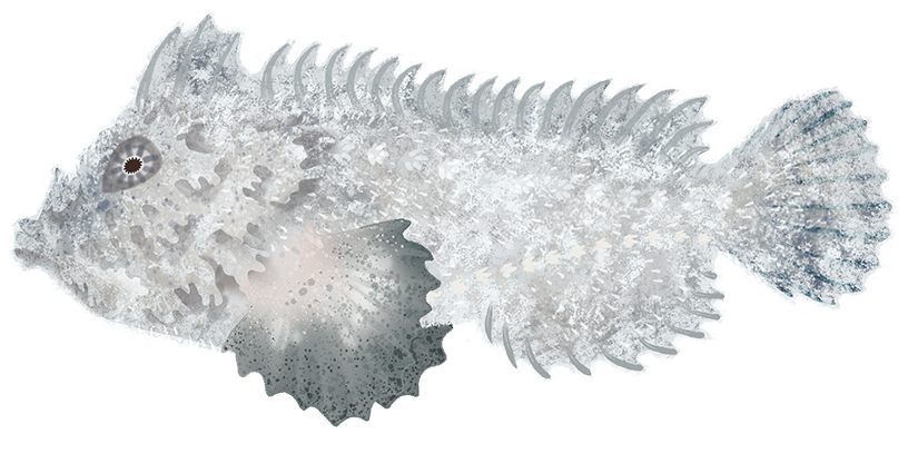 Bearded Velvetfish - Paraploactis Intonsa | Marinewise