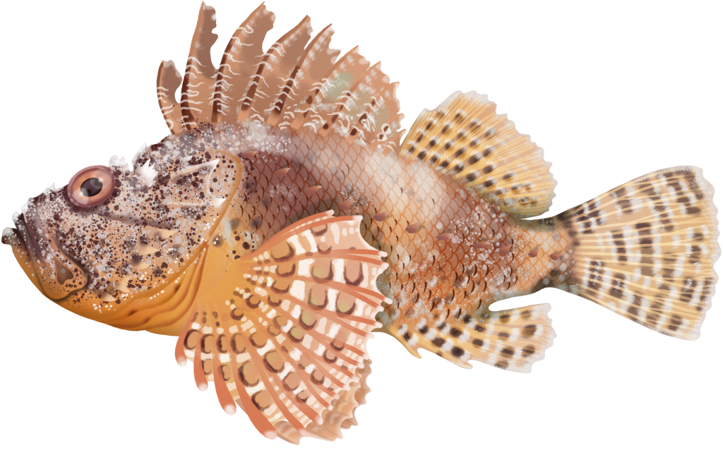 Western Red Scorpionfish - Scorpaena Sumptuosa | Marinewise