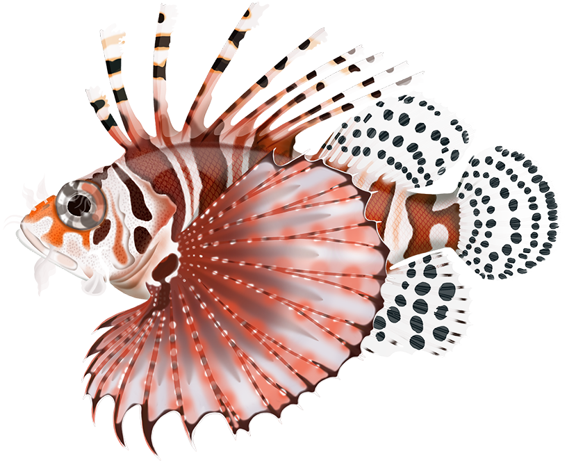 Zebra Lionfish - Dendrochirus Zebra | Marinewise