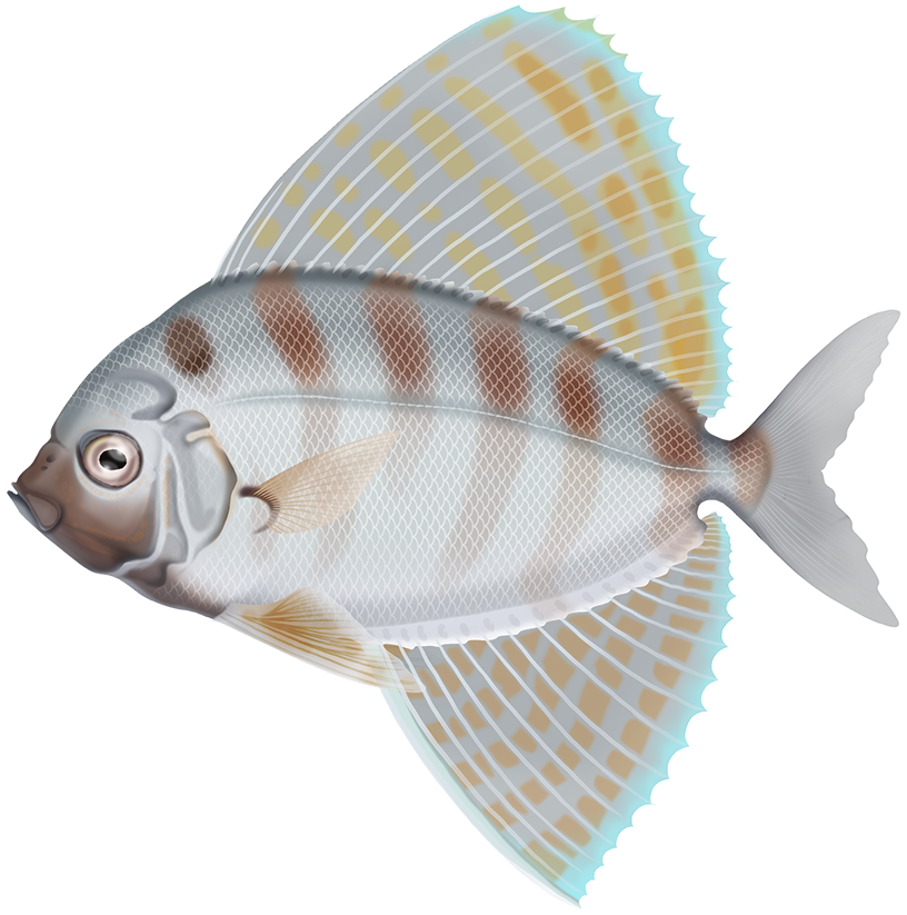 Highfin Veilfin - Velifer Hypselopterus | Marinewise