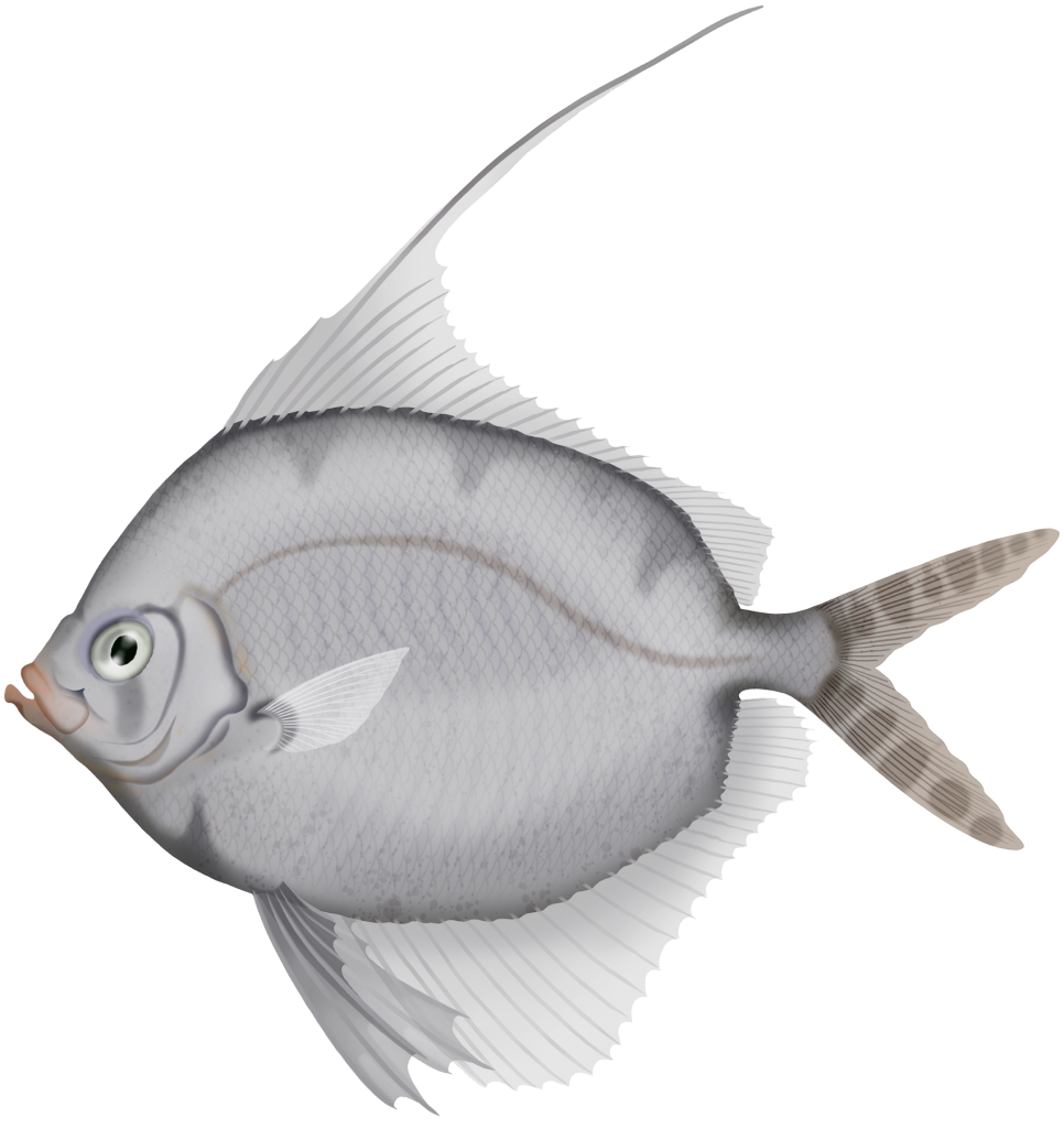 Common Veilfin - Metavelifer Multiradiatus | Marinewise